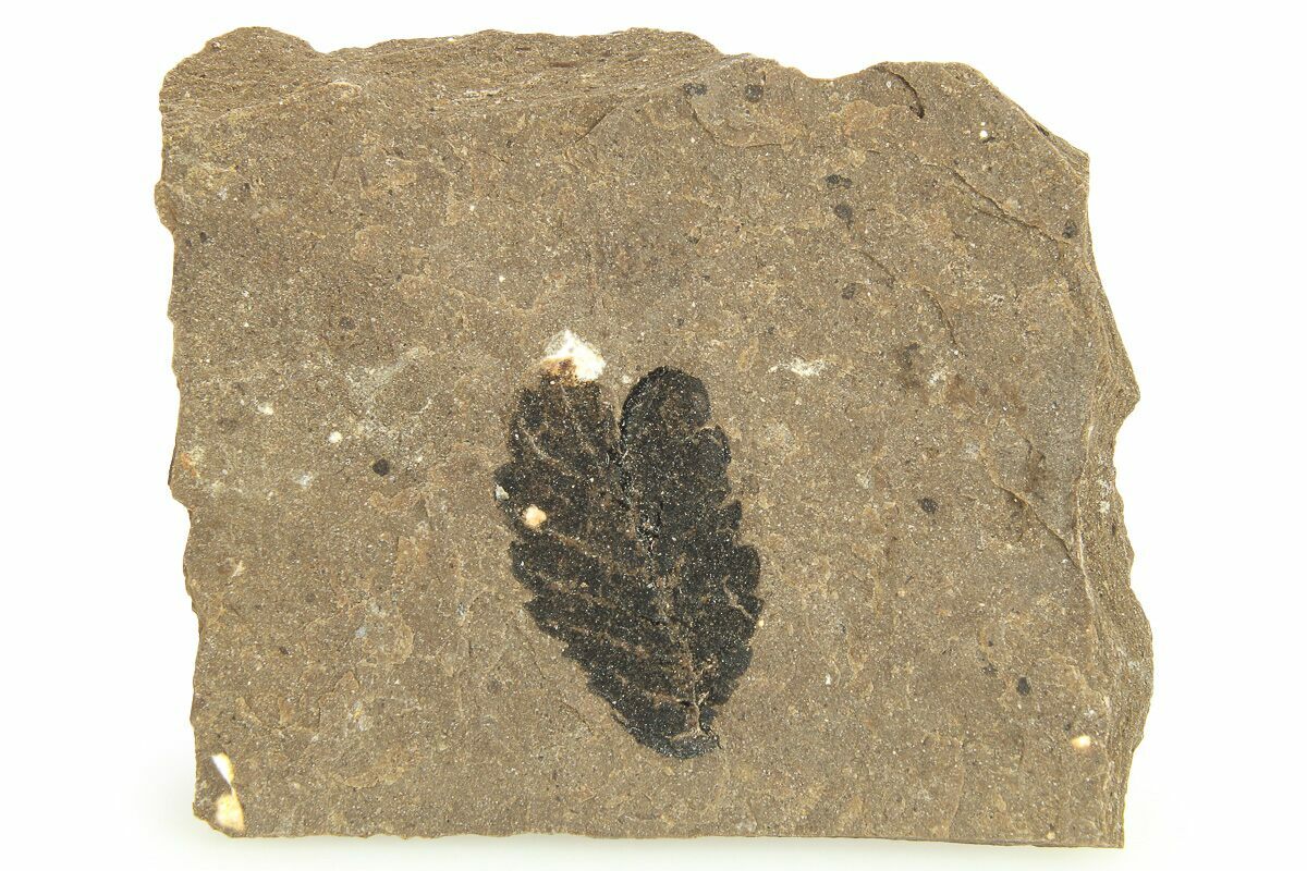 .5" Fossil Leaf (Ulmus?) - McAbee Fossil Beds, BC (#276362) For Sale ...