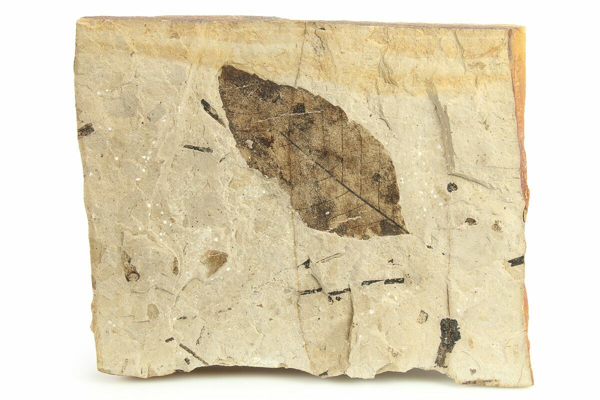 2.8" Fossil Plant (Fagus) Leaf - McAbee, BC (#276364) For Sale ...