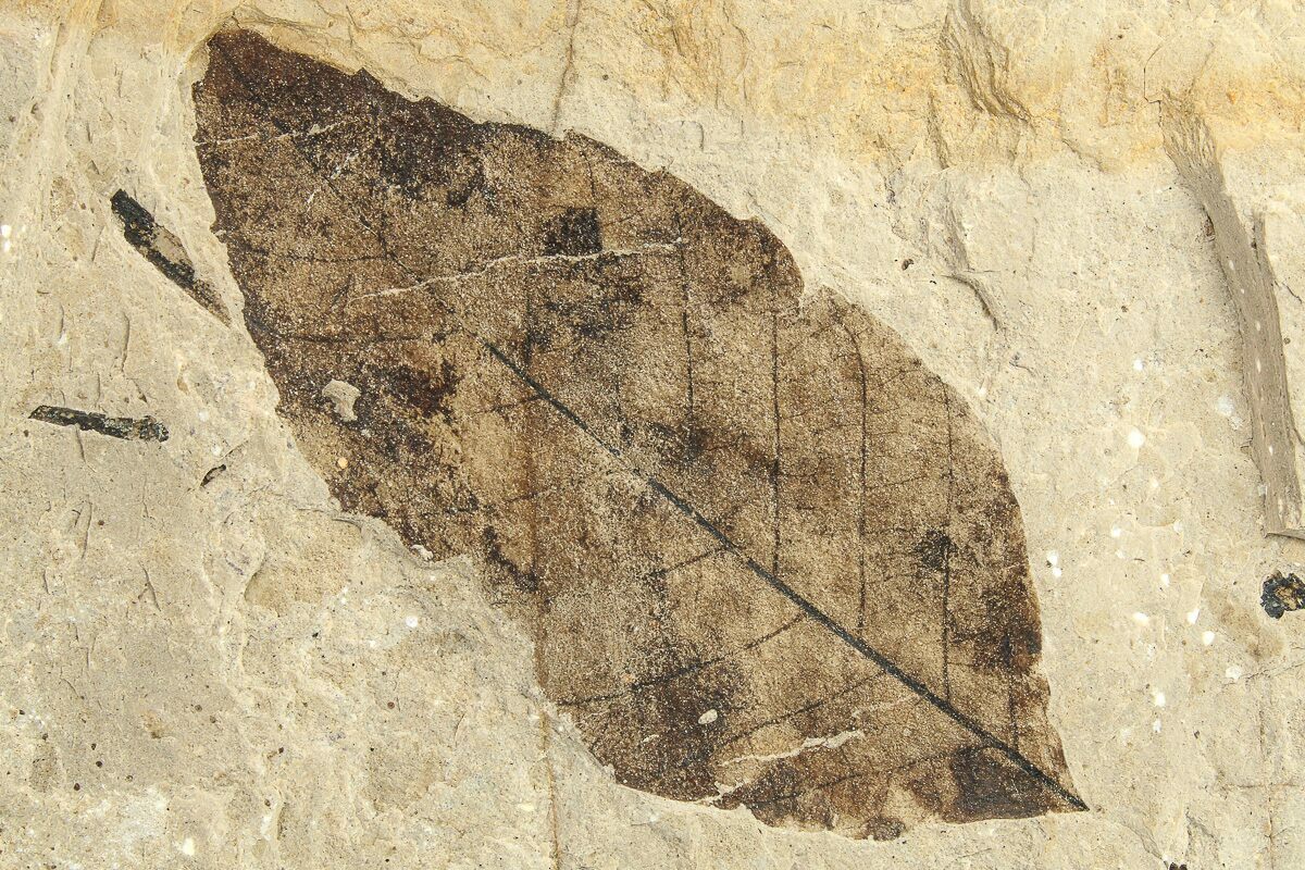 2.8" Fossil Plant (Fagus) Leaf - McAbee, BC (#276364) For Sale ...