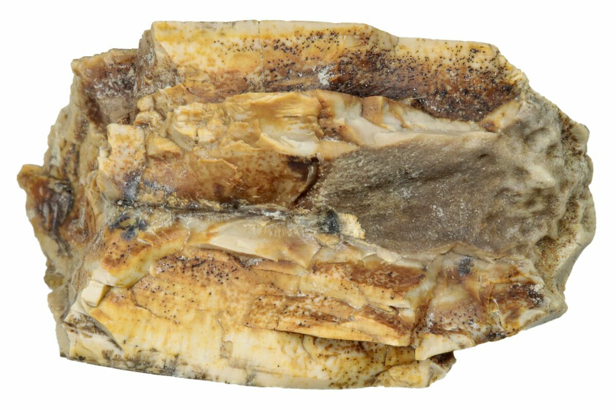 .68" Tyrannosaur Tooth Fragment - Judith River Formation (#276504) For ...