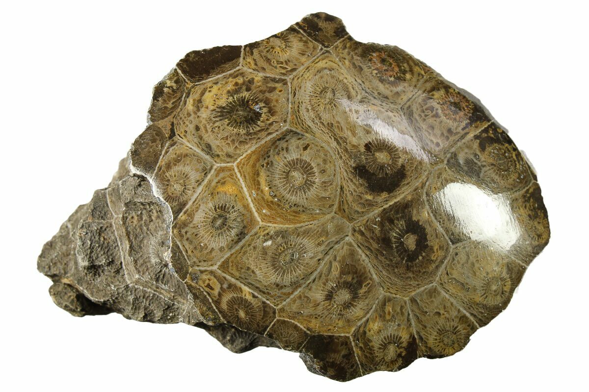 3.25" Polished Fossil Coral (Actinocyathus) Head - Morocco (#276773 ...