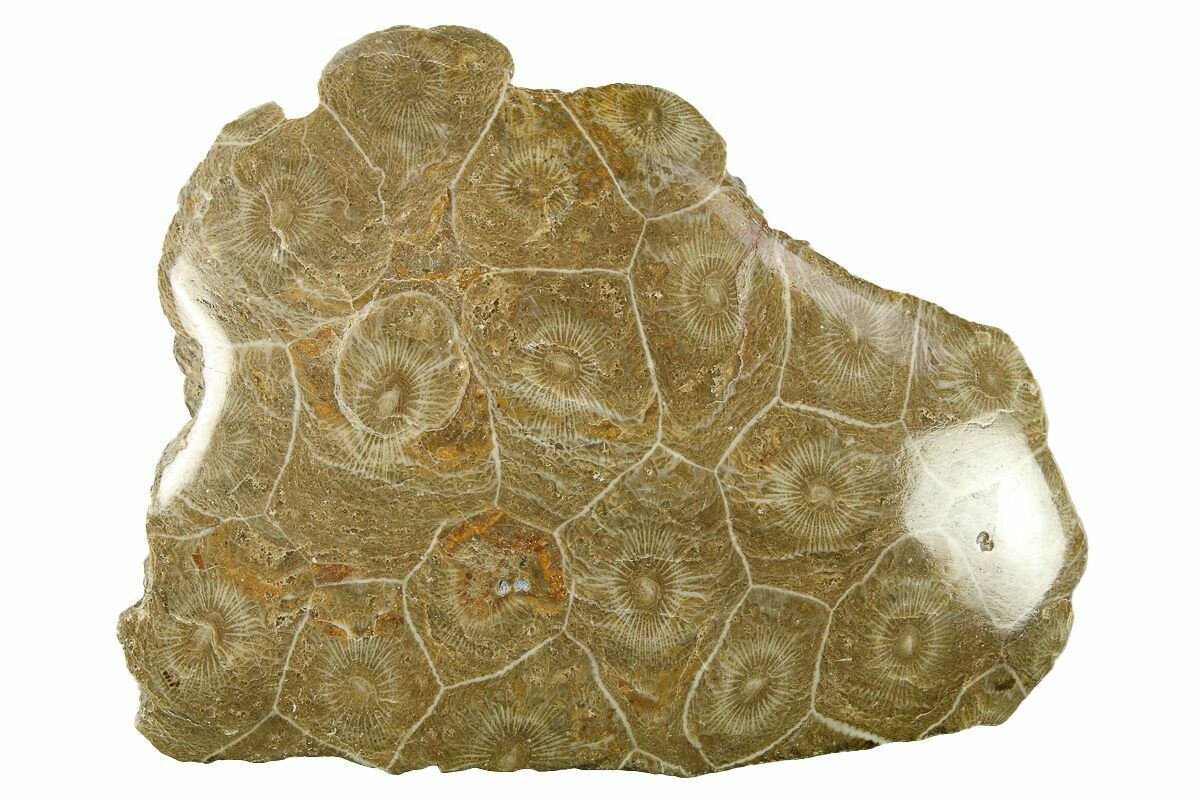 3.9" Polished Fossil Coral (Actinocyathus) Head - Morocco (#276790) For ...