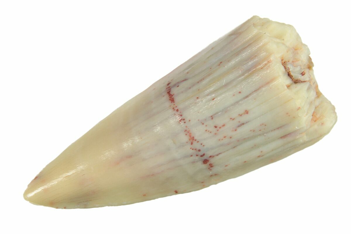 .55" Fossil Amphibian (Apachesaurus) Tooth - Arizona (#277128) For Sale ...