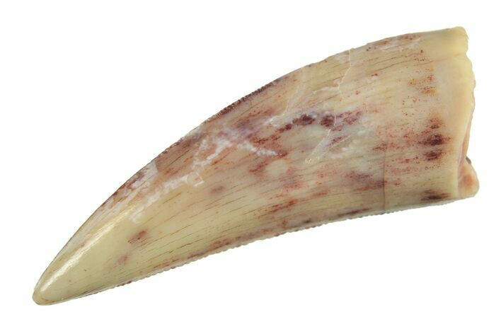 .57" Serrated Triassic Fossil Tooth - Chine Formation, Arizona (#277133 ...