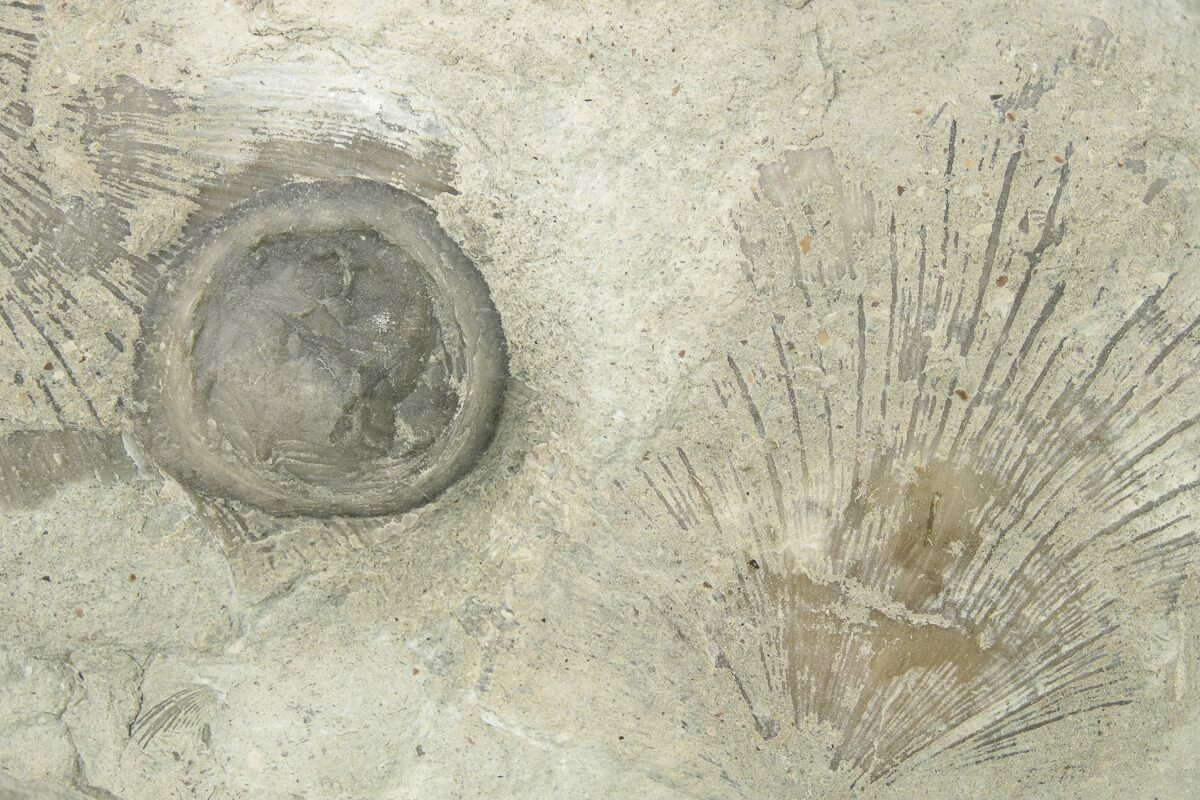 .5" Fossil Edrioasteroid (Isorophus) on Brachiopod - Ohio (#277602) For ...