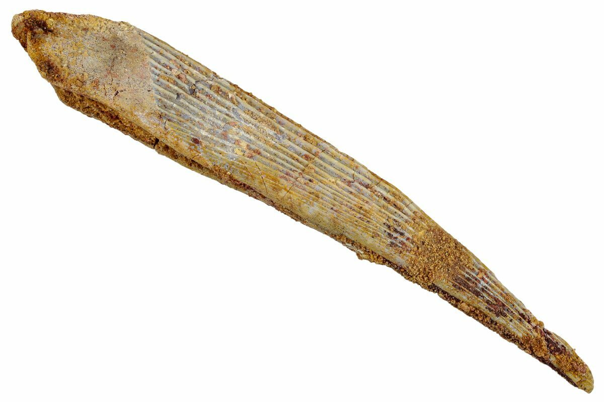 4.5" Fossil Shark (Hybodus) Dorsal Spine - Kem Kem Beds, Morocco ...