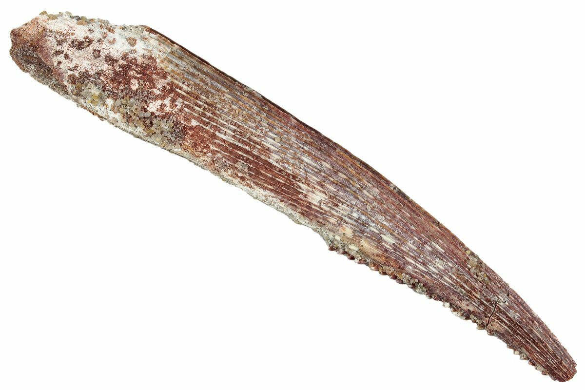 4.6" Fossil Shark (Hybodus) Dorsal Spine - Kem Kem Beds, Morocco ...
