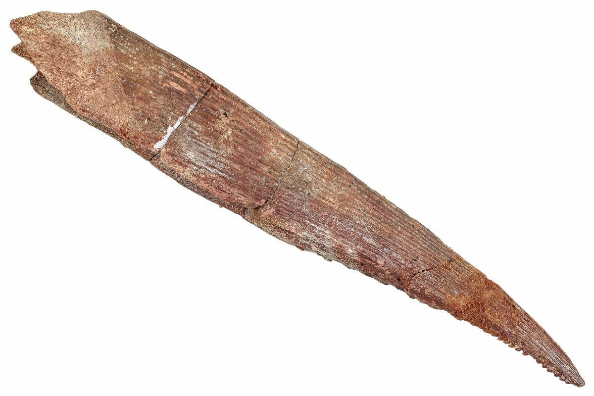 6.2" Fossil Shark (Hybodus) Dorsal Spine - Kem Kem Beds, Morocco ...