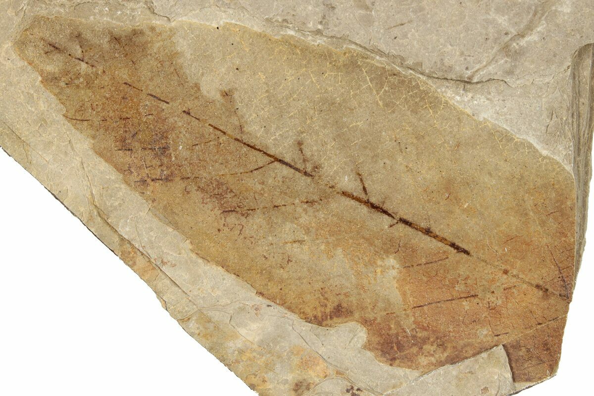 2.4" Fossil Plant (Fagus) Leaf - McAbee, BC (#277723) For Sale ...
