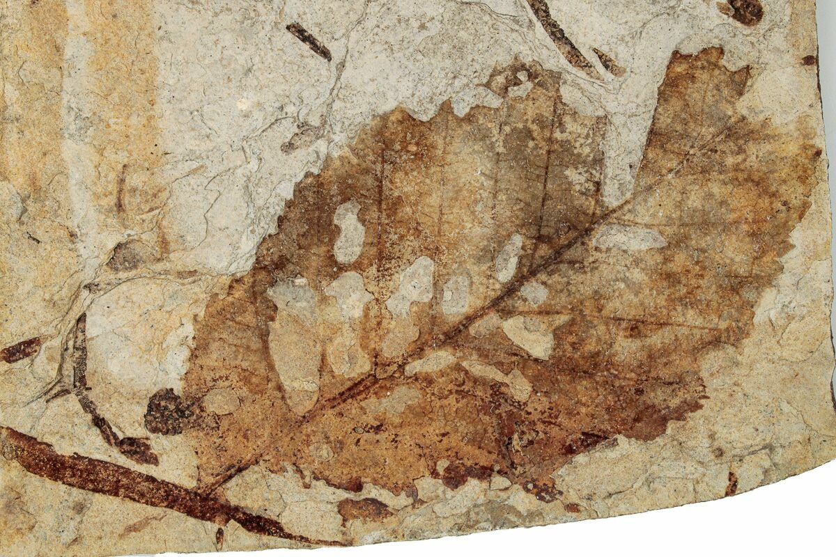 2.4" Partial Leaf (Betula?) Fossil - McAbee, BC (#277733) For Sale ...