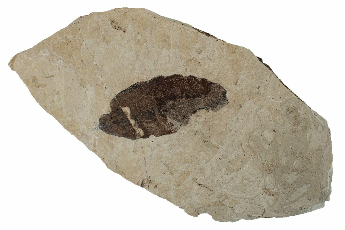 2.15" Fossil Plant (Fagus) Leaf - McAbee, BC (#277735) For Sale ...