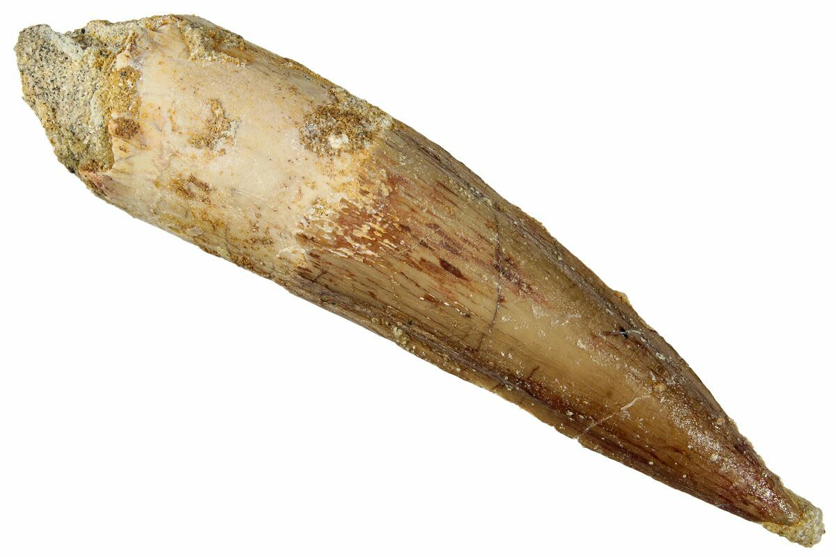 2.56" Fossil Spinosaurus Tooth - Real Dinosaur Tooth (#278106) For Sale ...