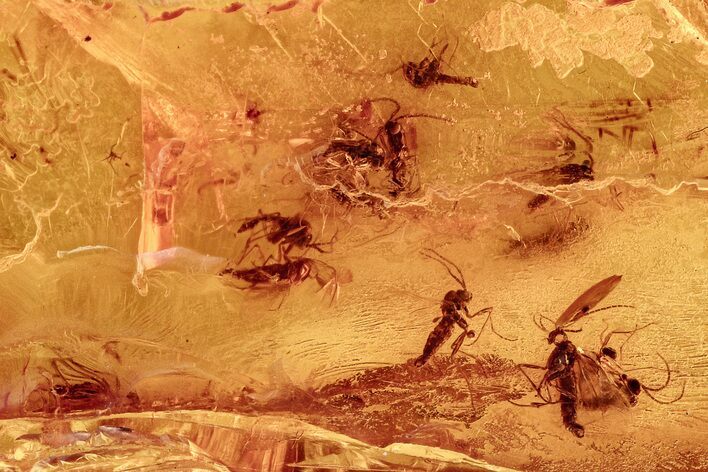 Fossil Fungus Gnat Swarm (Sciaridae) In Baltic Amber (#278770) For Sale ...
