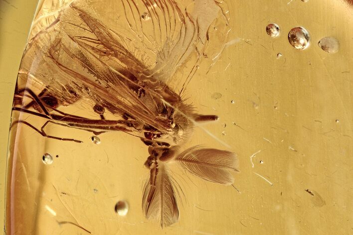 Detailed Fossil True Midge (Chironomidae) in Baltic Amber (#278830) For ...
