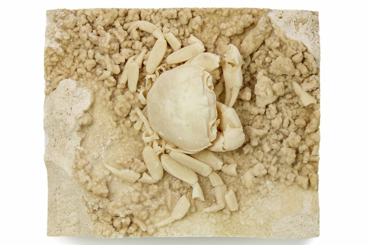 3.05" Fossil Crab (Potamon) Preserved in Travertine - Turkey (#279088 ...
