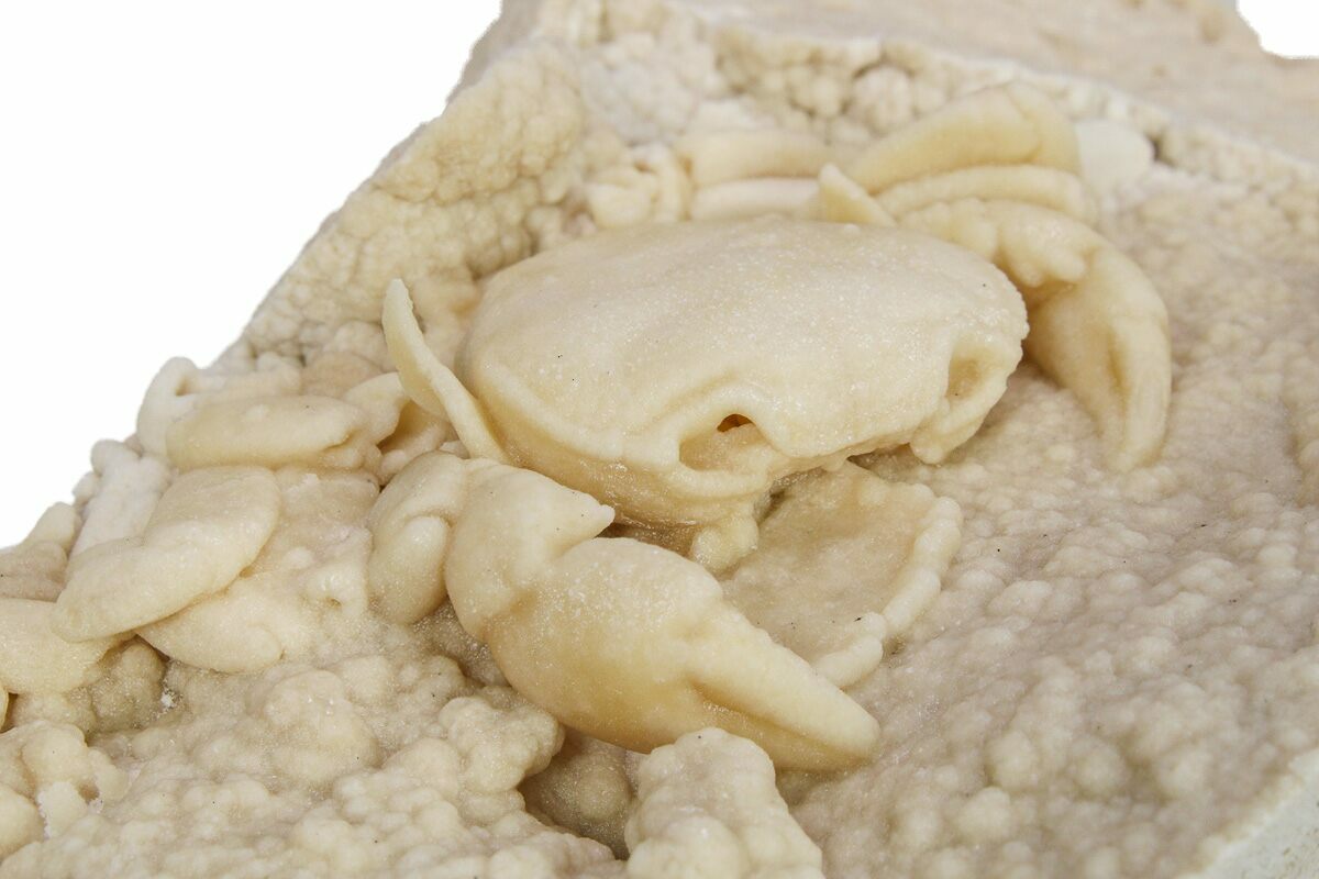 2.6" Fossil Crab (Potamon) Preserved in Travertine - Turkey (#279104 ...