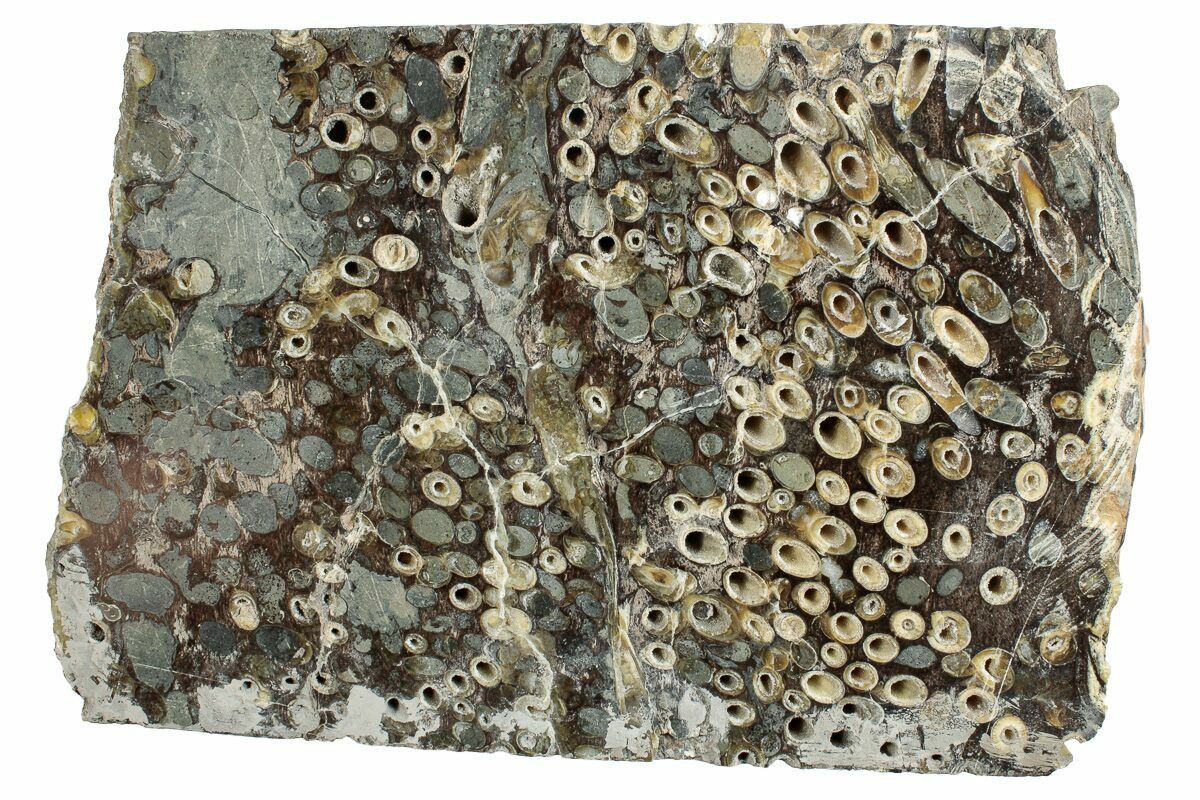 6.2" Polished Fossil Teredo (Shipworm Bored) Wood - England (#279348 ...