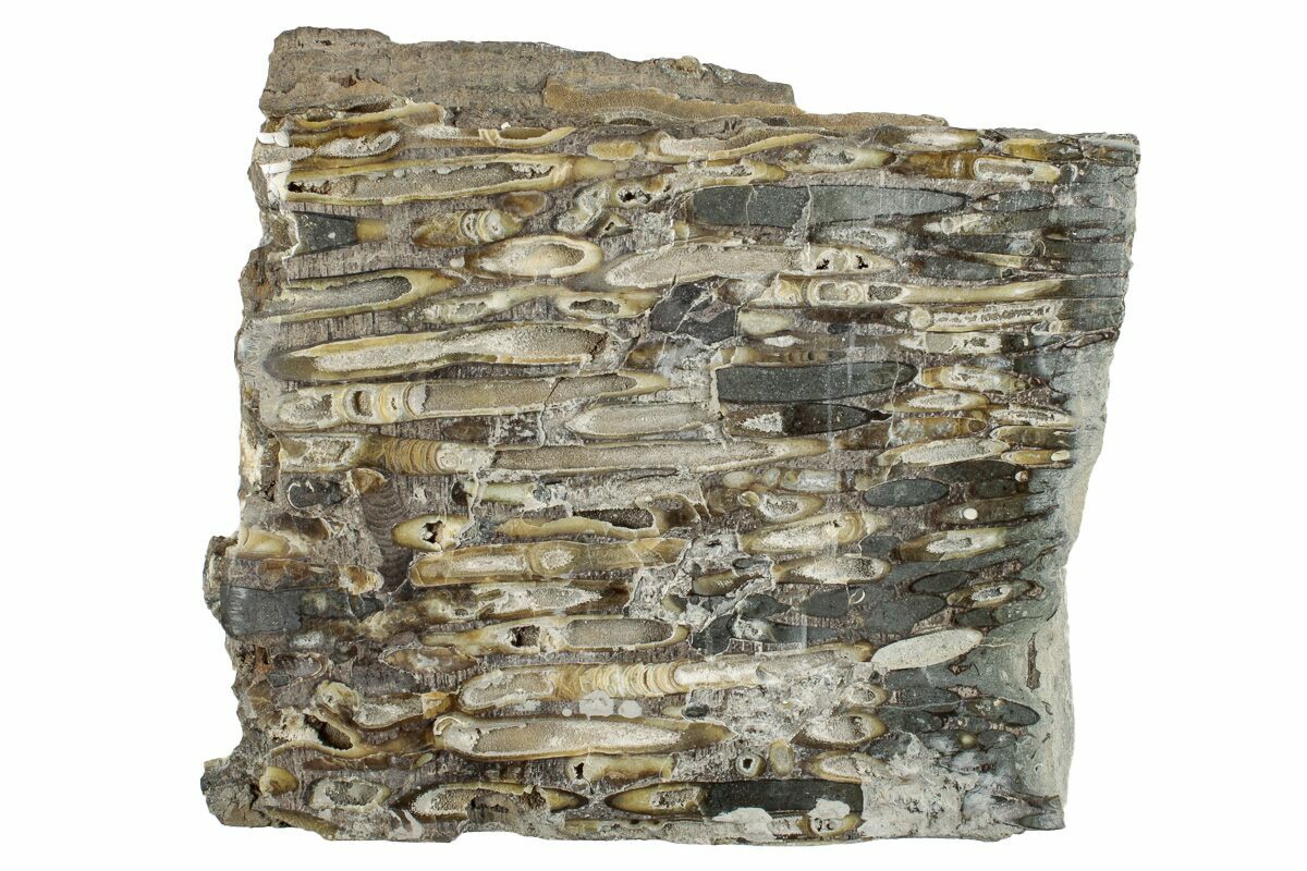 4.2" Polished Fossil Teredo (Shipworm Bored) Wood - England (#279376 ...