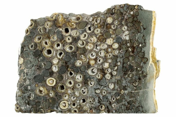 3.1" Polished Fossil Teredo (Shipworm Bored) Wood - England (#279387 ...