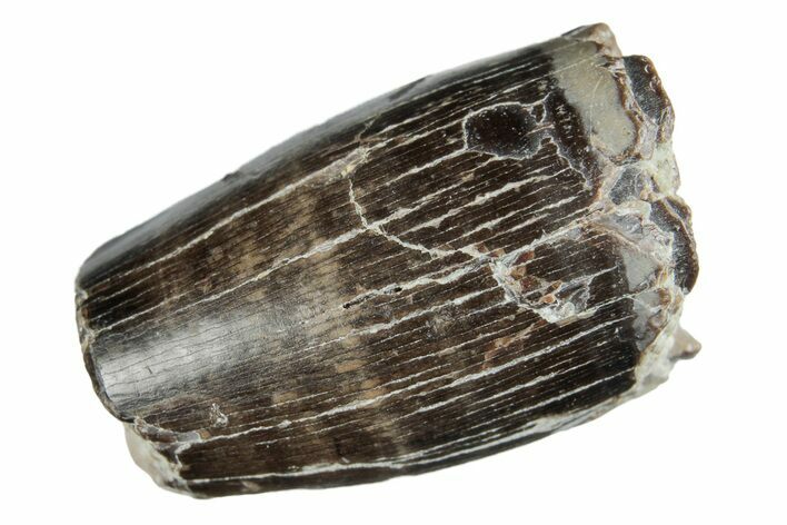 Rare .65" Spinosaurid Dinosaur (Baryonyx?) Partial Tooth - England ...