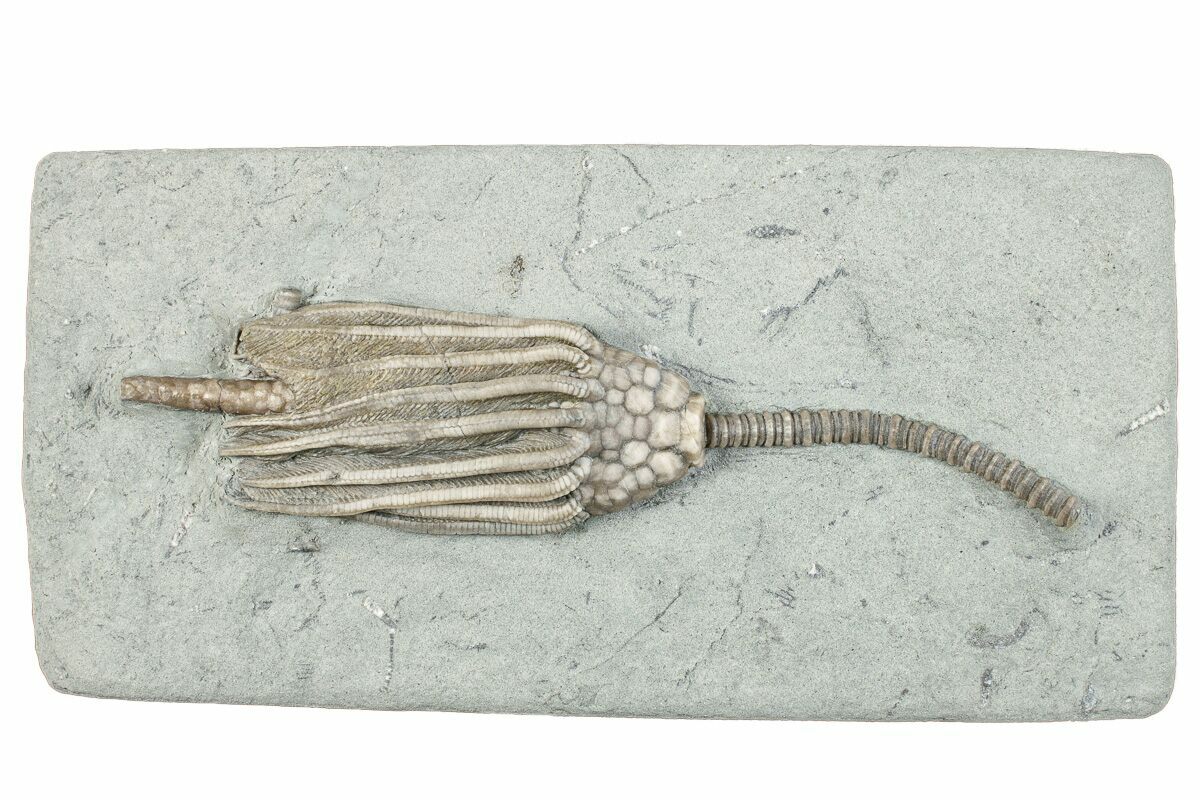 3.9" Fossil Crinoid (Macrocrinus) - Crawfordsville, Indiana (#279623 ...