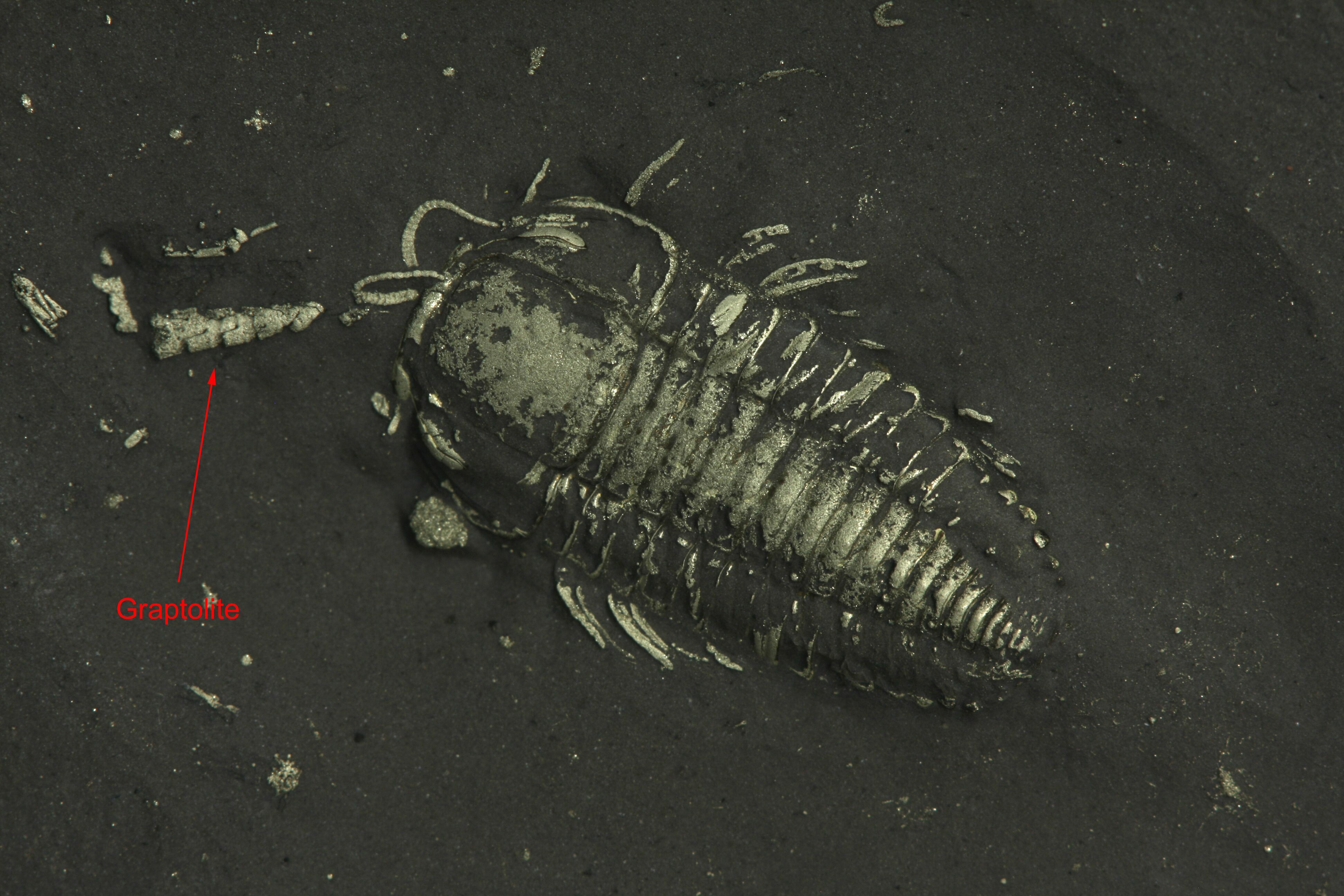 .50" Pyritized Triarthrus Trilobite with Eggs - New York (#280103) For ...
