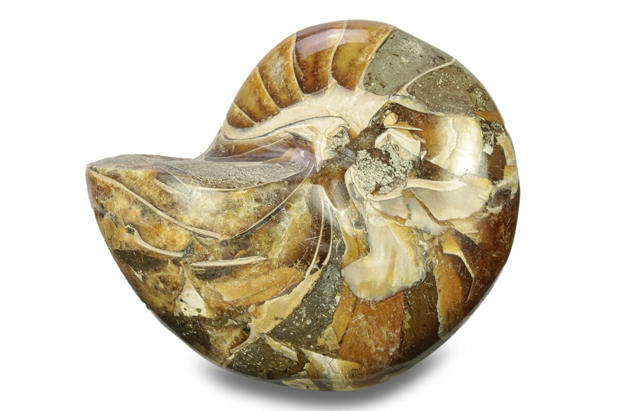 2.9" Polished Fossil Nautilus - Madagascar (#280031) For Sale ...