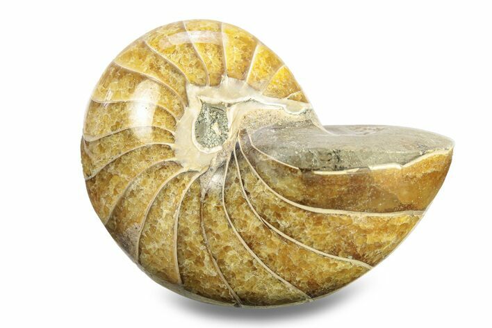2.1" Polished Fossil Nautilus - Madagascar (#280038) For Sale ...