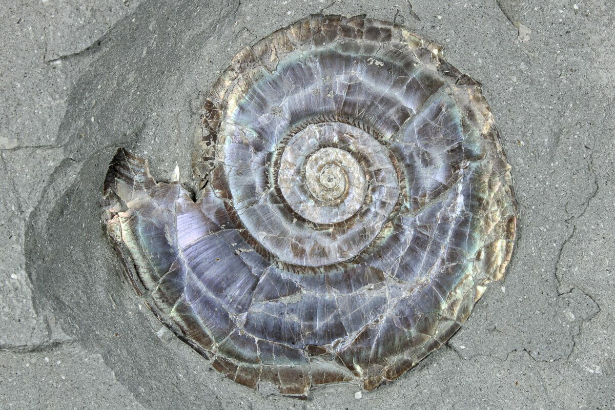 1.75" Iridescent Ammonite (Psiloceras) - England (#280344) For Sale ...