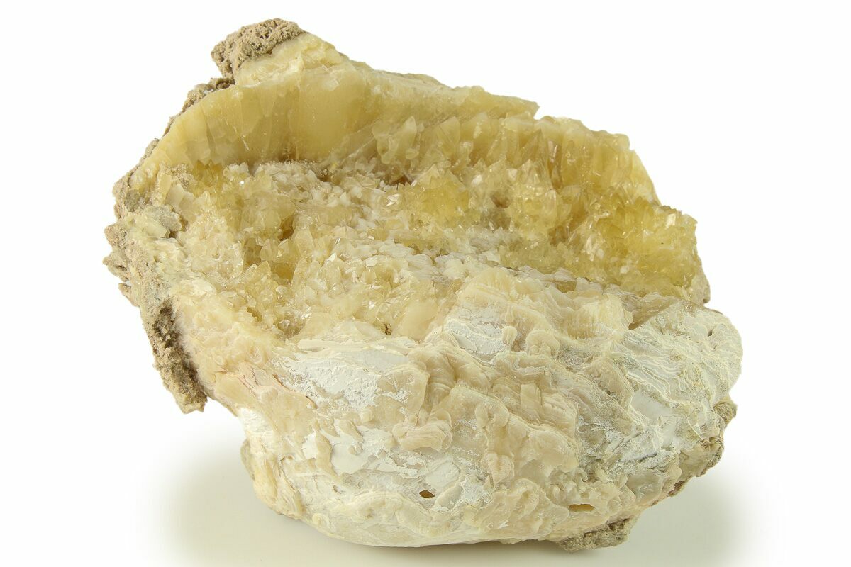 4.1" Fossil Clam (Mercenaria) With Fluorescent Calcite - Rucks Pit, FL ...