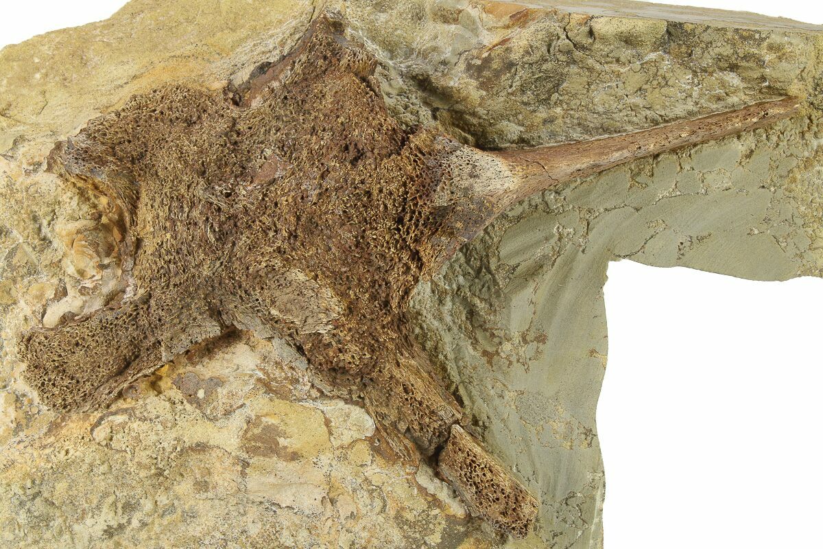 7.7" Dinosaur Vertebra Section in Sandstone - Wyoming (#280401) For ...