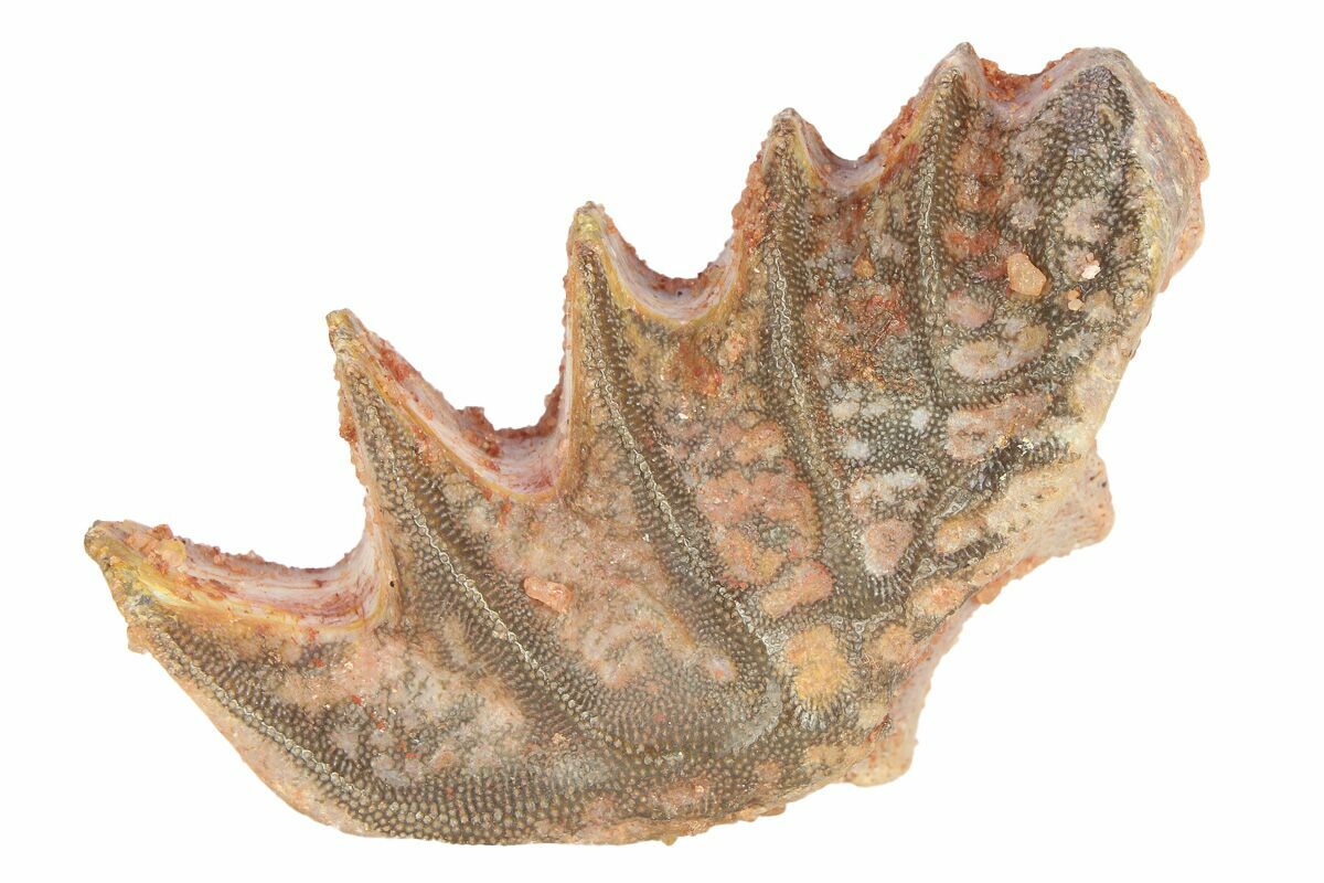 1.6" Cretaceous Lungfish (Ceratodus) Tooth Plate - Morocco (#280591 ...