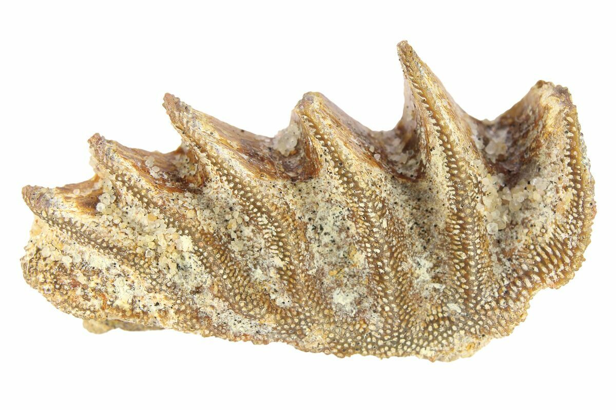 1" Cretaceous Lungfish (Ceratodus) Tooth Plate - Morocco (#280601) For ...