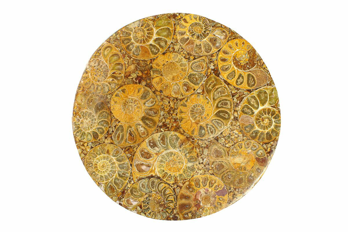 8" Composite Plate Of Agatized Ammonite Fossils (#280976) For Sale ...
