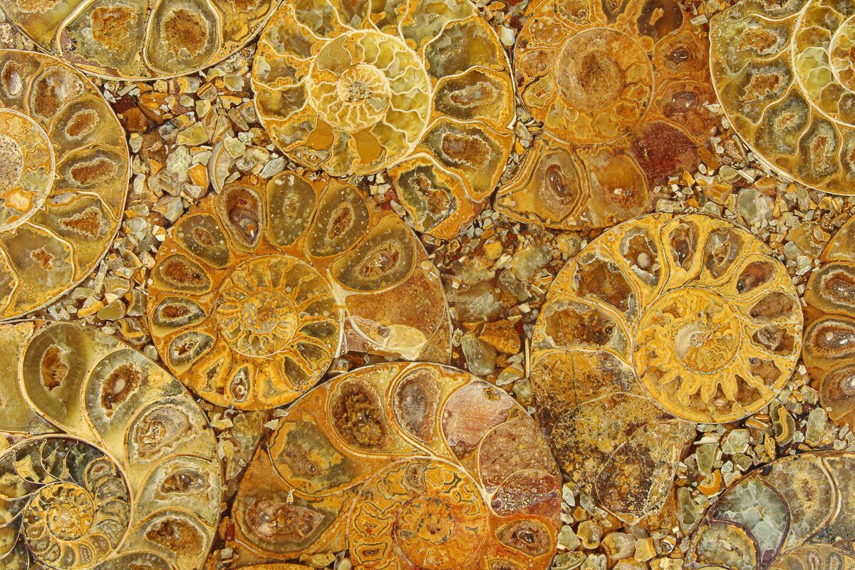 8" Composite Plate Of Agatized Ammonite Fossils (#280980) For Sale ...