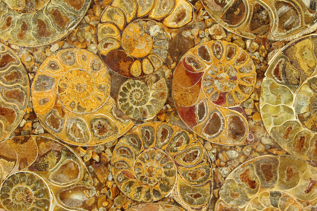 8" Composite Plate Of Agatized Ammonite Fossils (#280982) For Sale ...