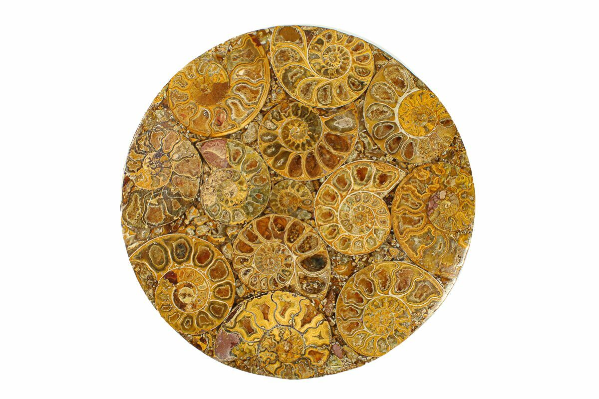 8" Composite Plate Of Agatized Ammonite Fossils (#280989) For Sale ...