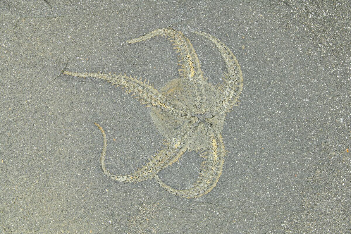 1.2" Ordovician Brittle Star (Ophiura) - Morocco (#281135) For Sale ...