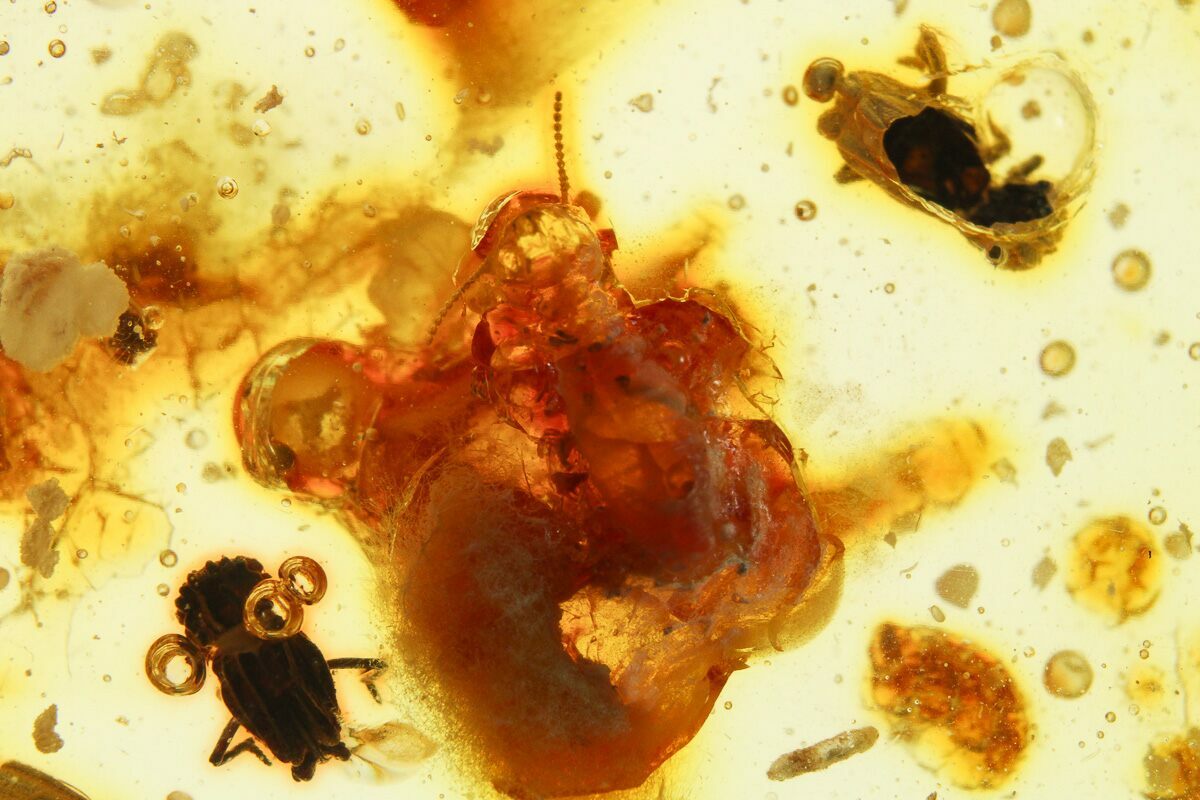 1.5" Polished Colombian Copal (3.1 g) - Contains Termites and Beetles ...