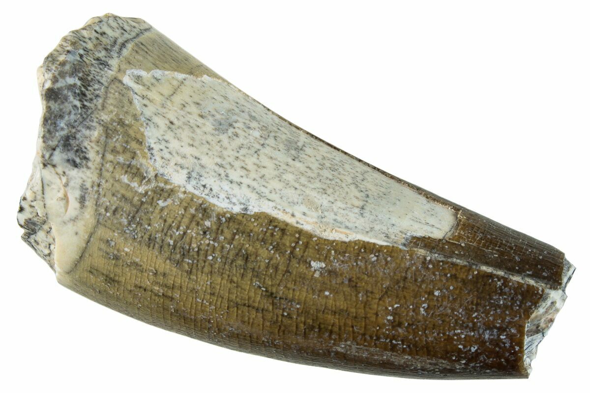 1.21" Dinosaur-Eating Crocodile (Sarcosuchus) Tooth (#282066) For Sale ...