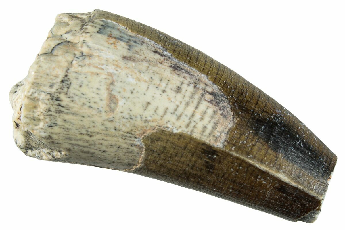 1.21" Dinosaur-Eating Crocodile (Sarcosuchus) Tooth (#282066) For Sale ...