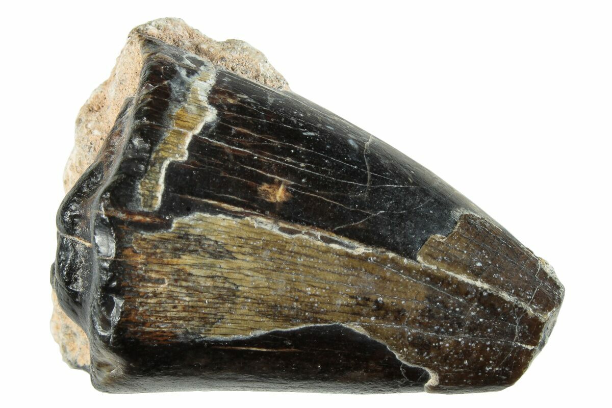 1.13" Dinosaur-Eating Crocodile (Sarcosuchus) Tooth (#282067) For Sale ...