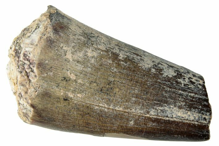 1.48" Dinosaur-Eating Crocodile (Sarcosuchus) Tooth (#282070) For Sale ...