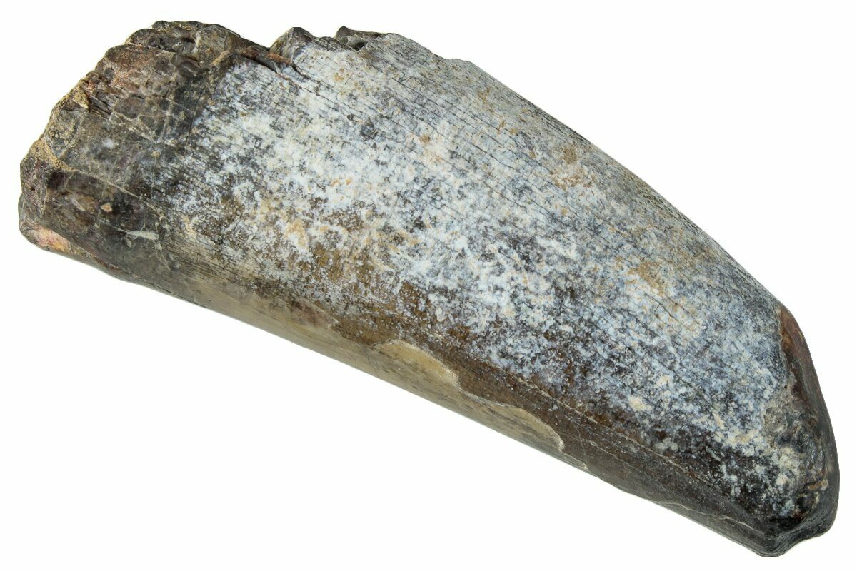 2.10" Dinosaur-Eating Crocodile (Sarcosuchus) Tooth (#282080) For Sale ...