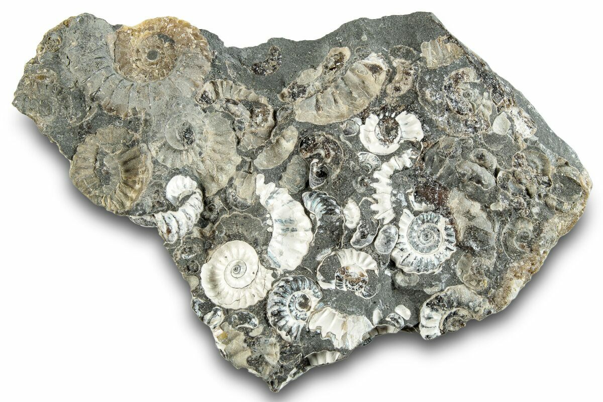 3.2" Ammonite (Promicroceras) Cluster - Marston Magna, England (#282051 ...
