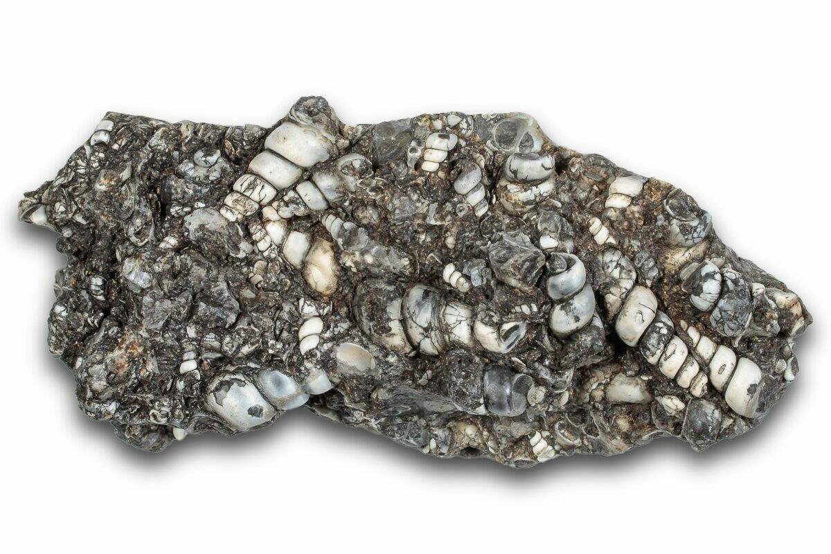 3.4" Fossil Freshwater Snails (Elimia) In Limestone - Wyoming (#282147 ...