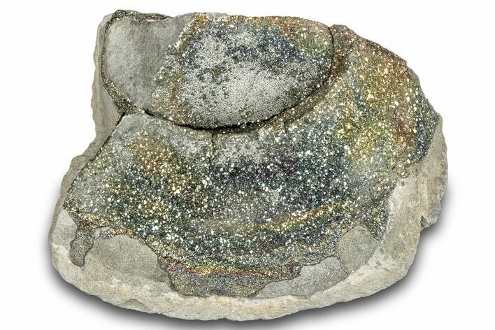2.3" Iridescent Rainbow Pyrite on Septarian - Russia (#282550) For Sale ...