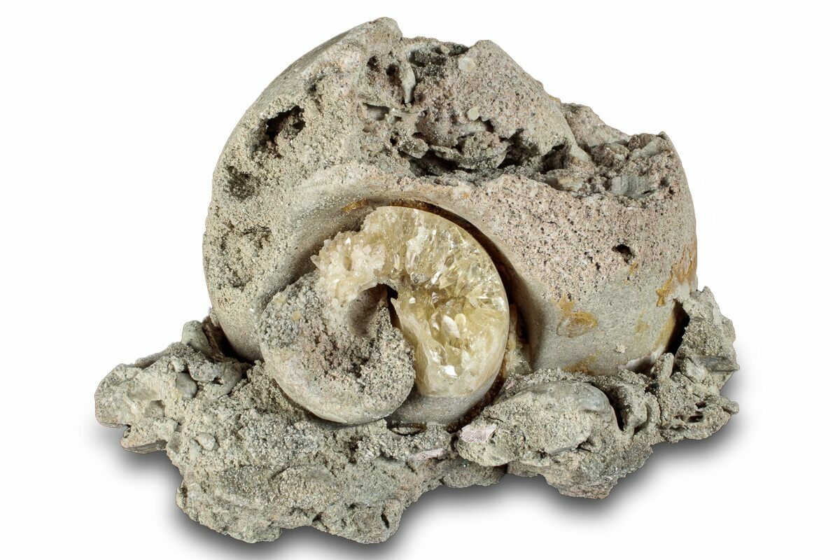 3" Crystal Filled Fossil Whelk - Rucks Pit, FL (#280498) For Sale ...