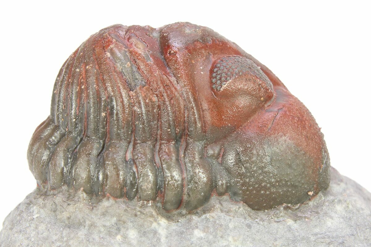 1" Enrolled, Red Austerops Trilobite - Hmar Laghdad, Morocco (#282816 ...