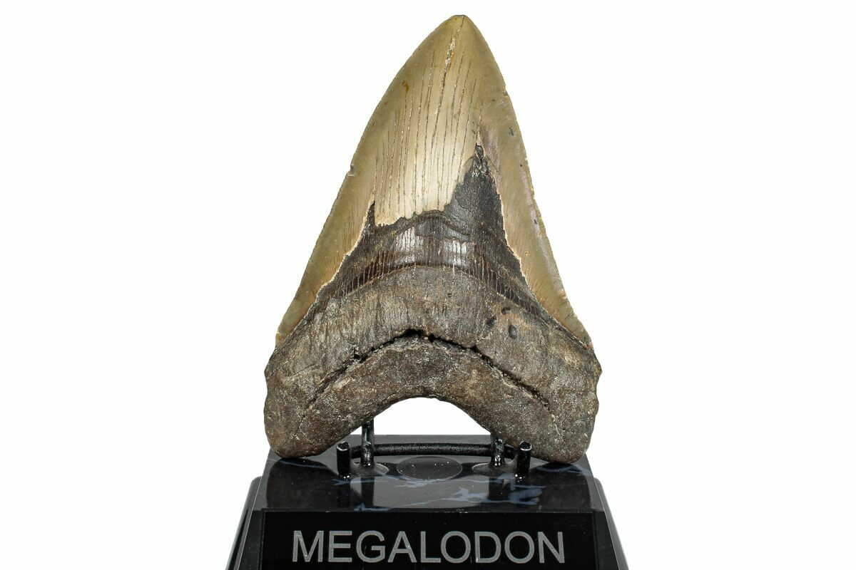 Serrated, 5.54" Fossil Megalodon Tooth - Huge NC Meg (#275541) For Sale ...